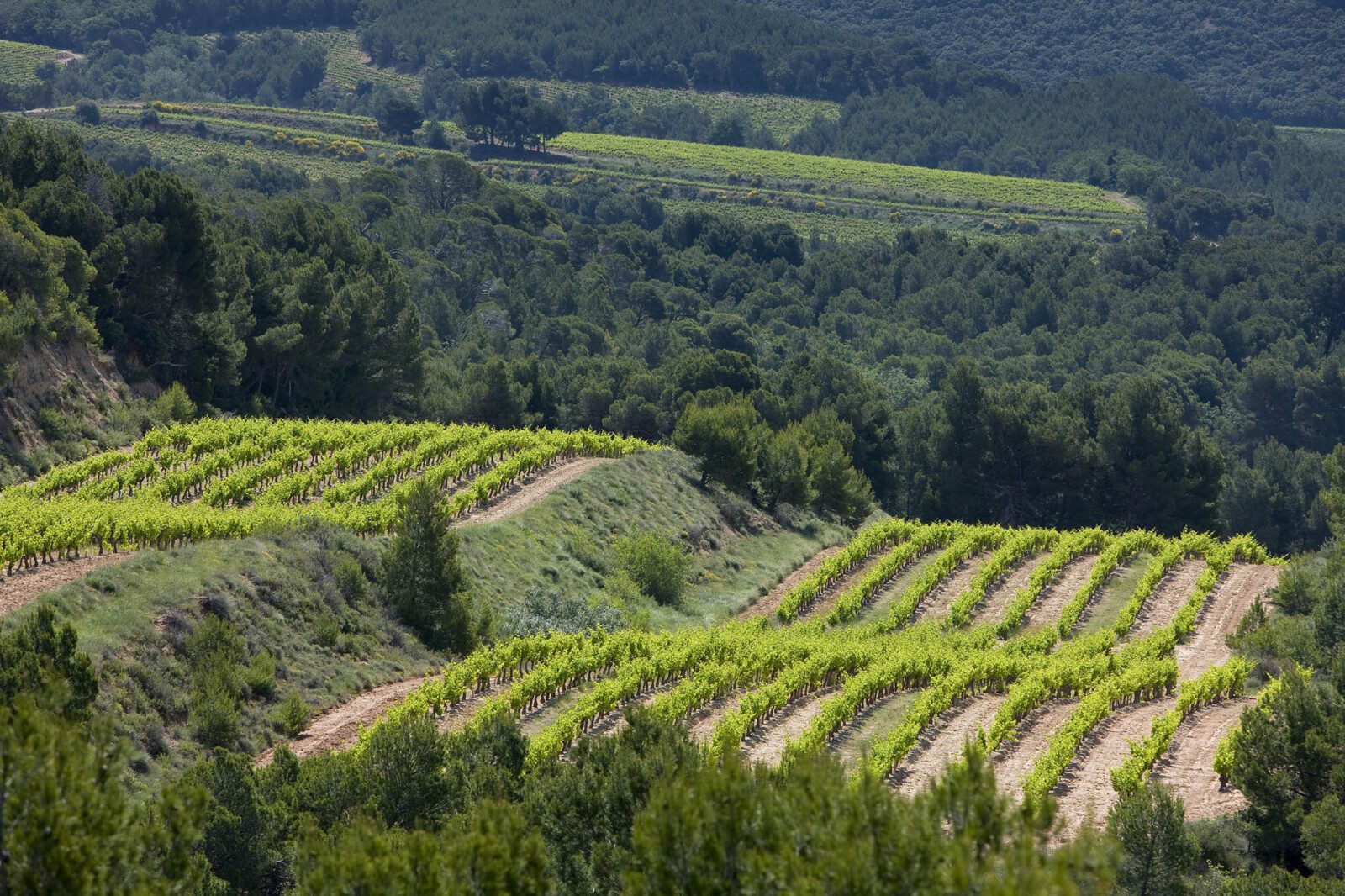 Brotte - University Wines